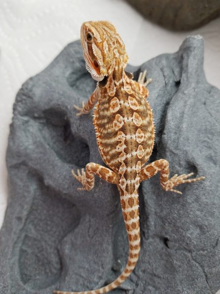 Bearded Dragon Morphs & Colors - Find Out Your Dragon Morph
