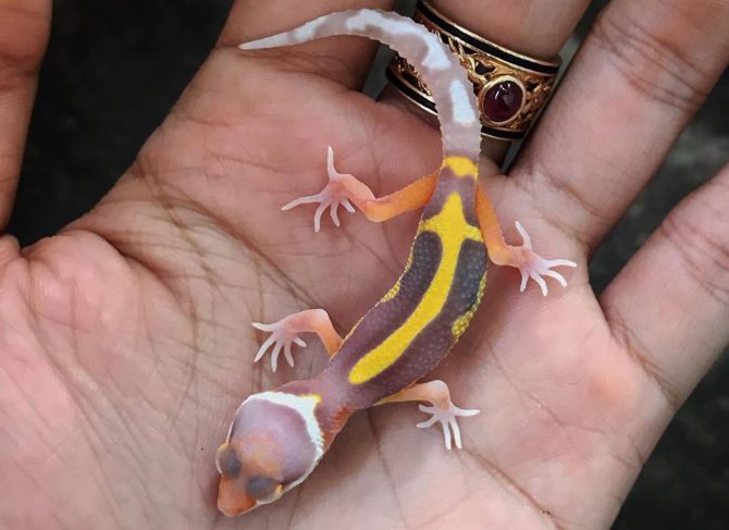 Find Out What Your Leopard Gecko Morph Is (BEGINNER GUIDE)