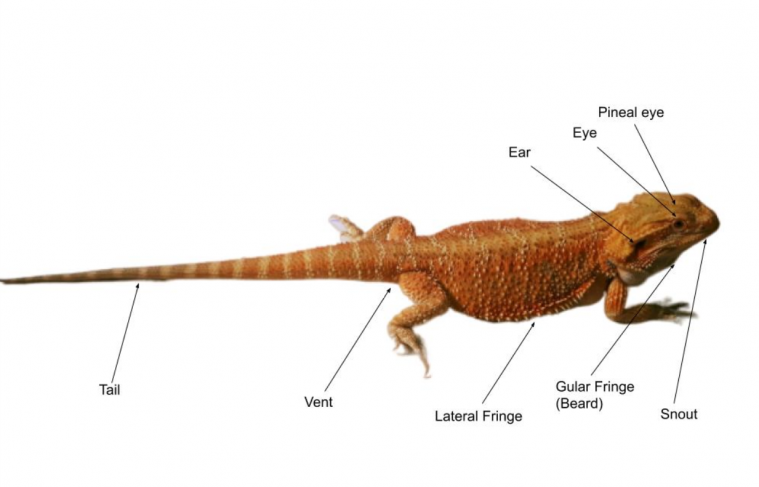 Learn How To Care For A Bearded Dragon (A Guide For Beginners)