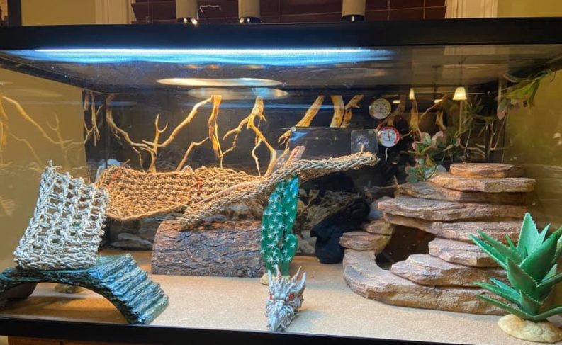 Best Bearded Dragon Cage (REVIEWS AND BUYER'S GUIDE)