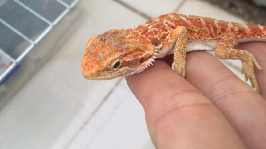 Bearded Dragon Respiratory Infection: Symptoms, Causes and Treatment