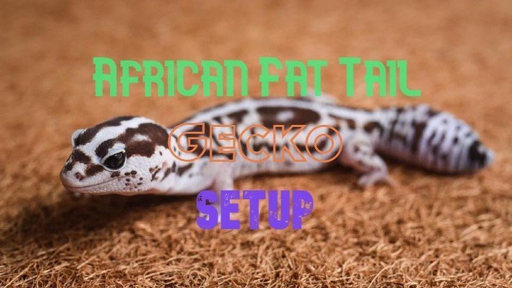 African Fat-Tailed Gecko Archives - ThePetEnthusiast