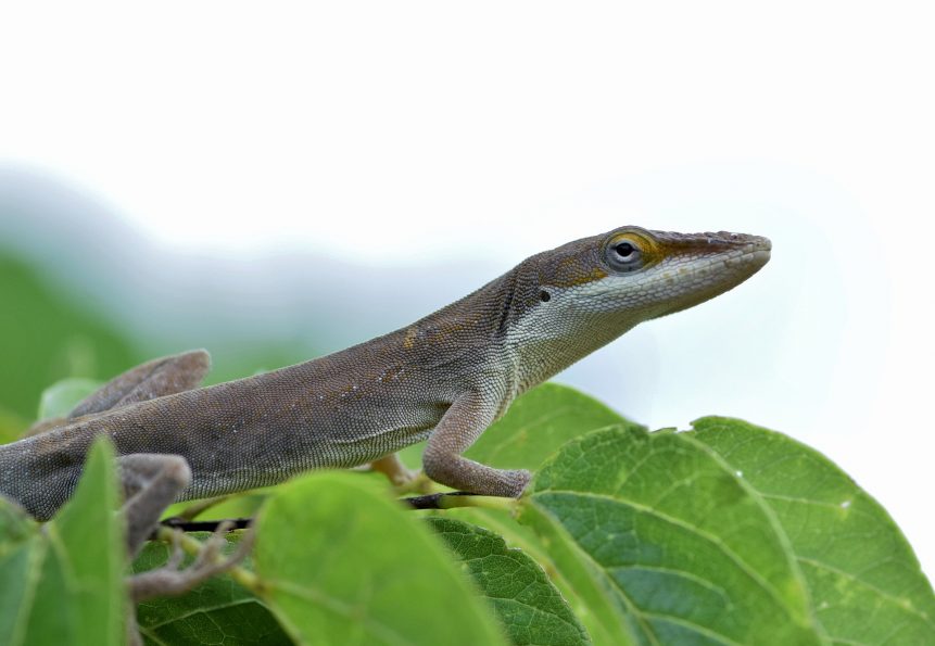 Green Anole vs Brown Anole - Similarities And Differences