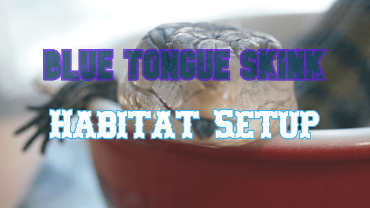Blue Tongue Skink Habitat Setup - Step by Step to Setup a Tank
