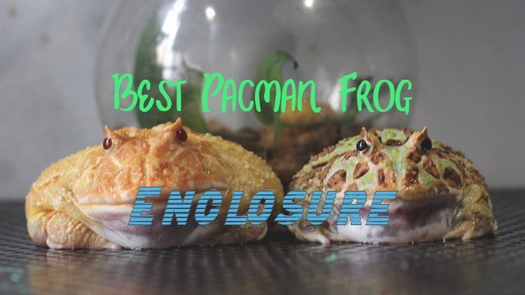 Best Pacman Frog Enclosure (REVIEWS AND BUYER'S GUIDE)
