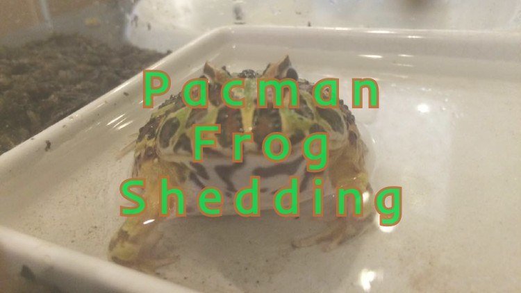 Things You Should Know About Pacman Frog Shedding