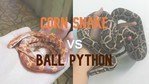 Corn Snake vs Ball Python as Pets. Which One is Better?