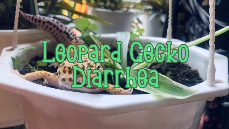 Leopard Gecko Diarrhea: Symptoms, Causes, Treatment & Prevention