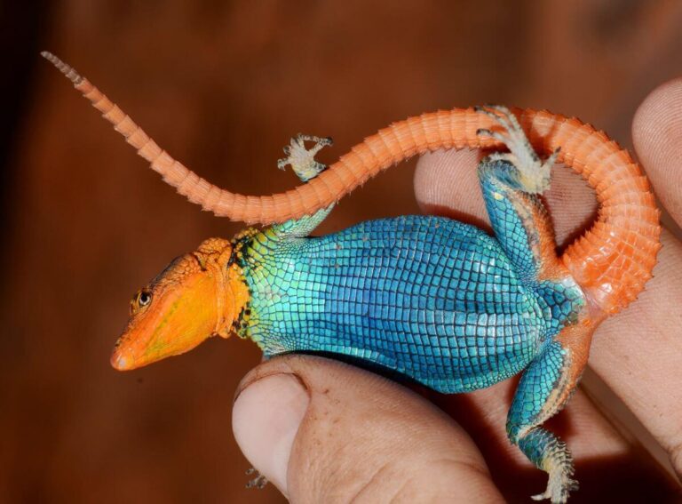 What Lizard With An Orange Or Red Head? 10 Kinds With Photos