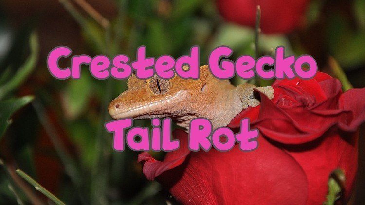 Crested Gecko Tail Rot: Signs, Causes & Treatment