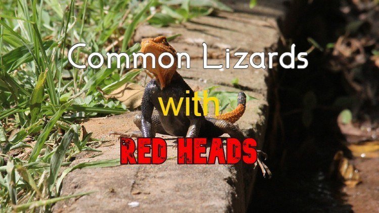 10 Lizards With Orange (or Red) Head (with Pictures)