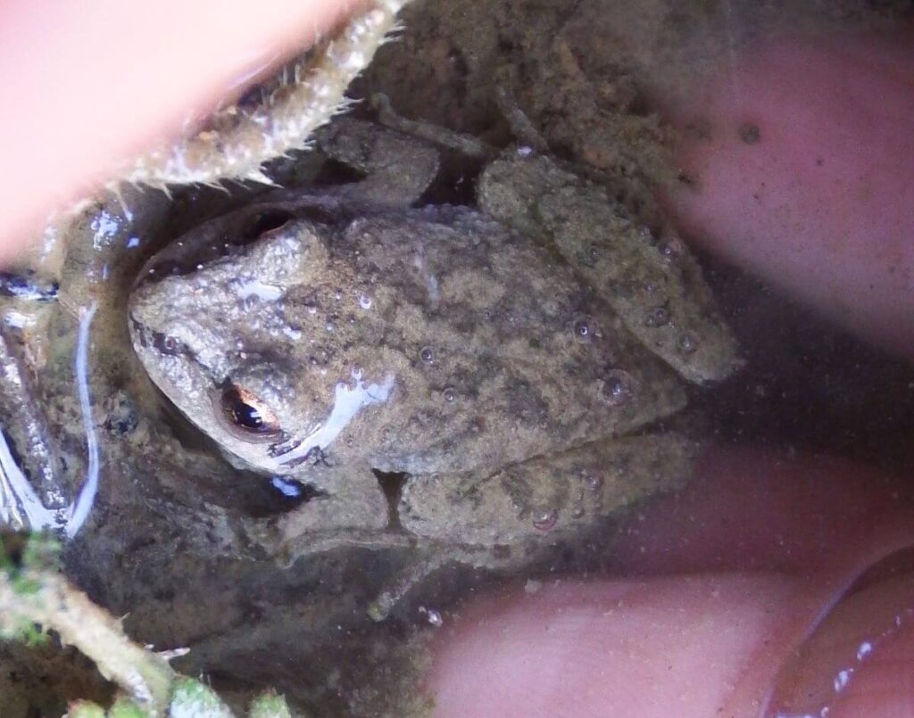 What Tree Frogs Can Be Found In Ohio? 6 Species With Photos