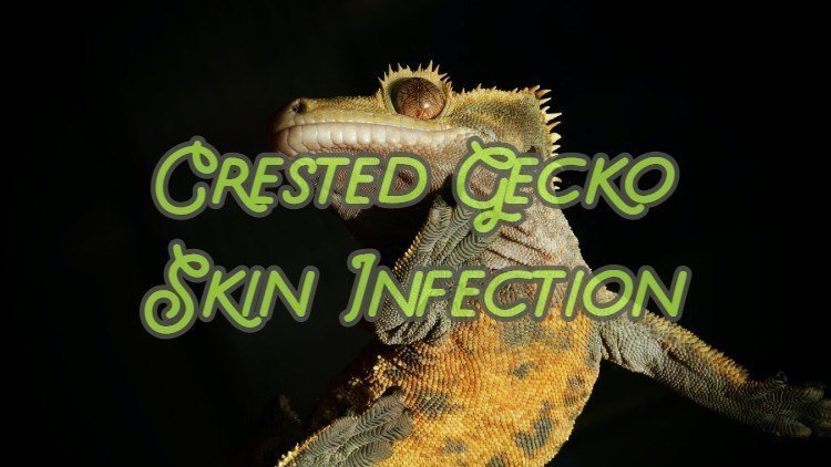 Crested Gecko Skin Infection: Symptoms, Causes & Treatment