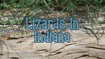 What Lizards Can Be Found In Indiana? 6 Species With Photos