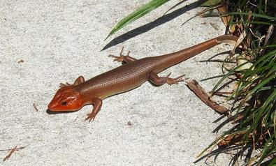 What Skinks Are There In Florida? 9 Species With Photos
