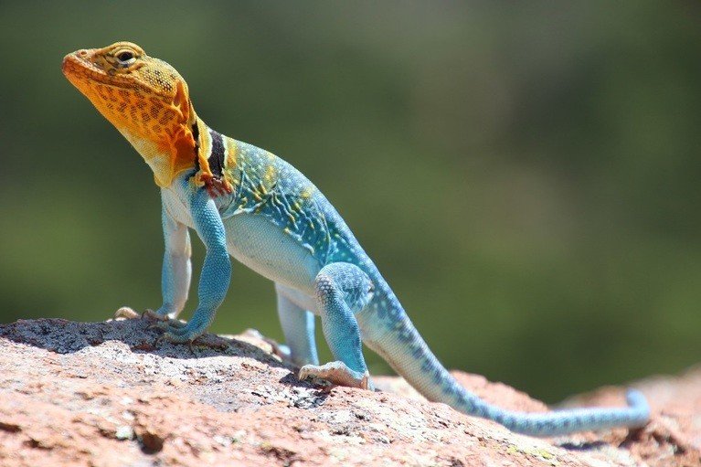 What Lizards Are There In Arizona? 20 Common Species With Photos