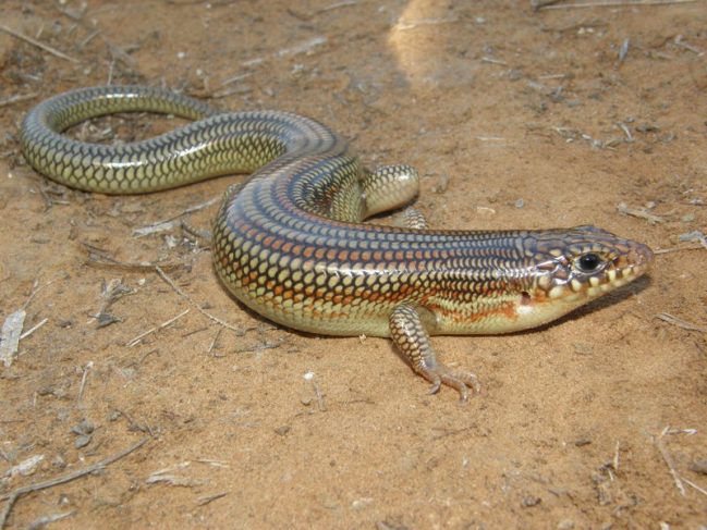 What Lizards Can Be Found In Oklahoma? 18 Species With Photos