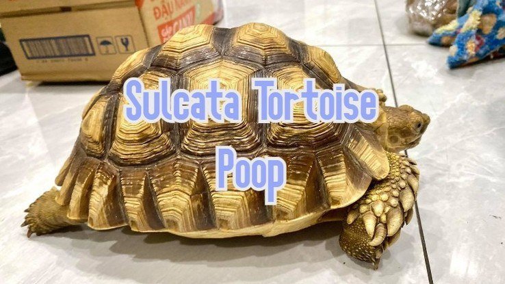 Tortoise Archives - ThePetEnthusiast