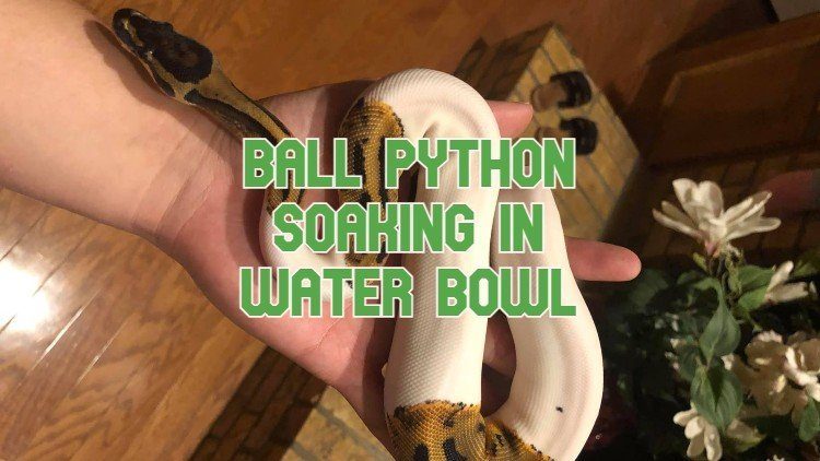 Why Is My Ball Python Soaking In The Water Bowl?