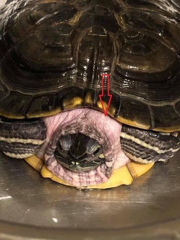 Turtle Septicemia: Symptoms, Causes, Treatment & Prevention