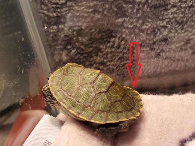 How To Tell If A Red-Eared Slider Is Sick - The Pet Enthusiast