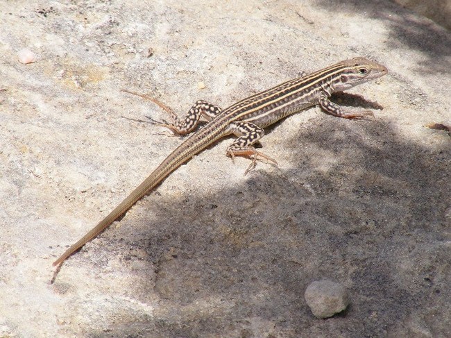 What Lizards Are There In Colorado? 19 Types With Pictures
