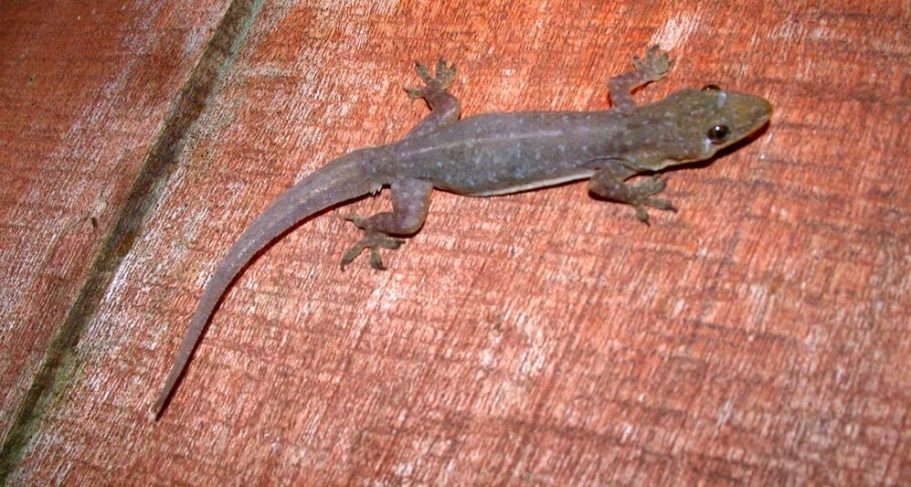 What Geckos Are There In Florida? 12 Species With Photos