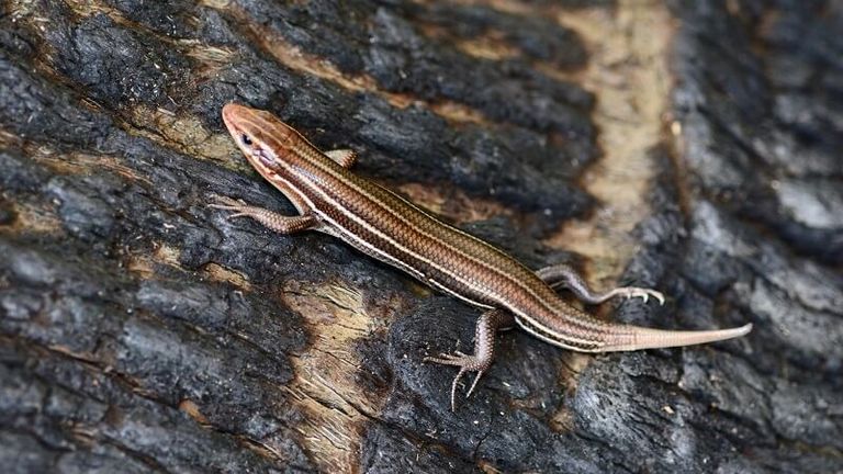 What Types Of Lizards In Louisiana? 14 Species With Photos