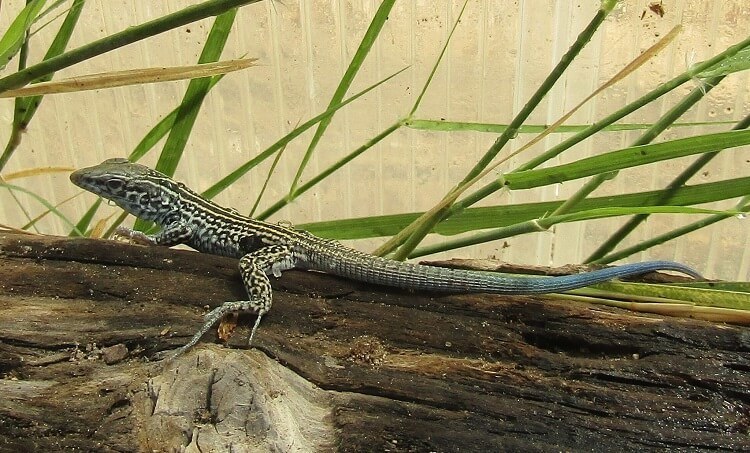 What Lizards Are There In Arizona? 20 Common Species With Photos