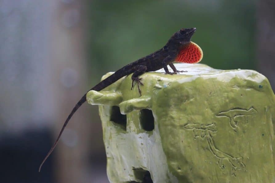 What Lizards Can Be Found In South Carolina? 17 Species With Photos