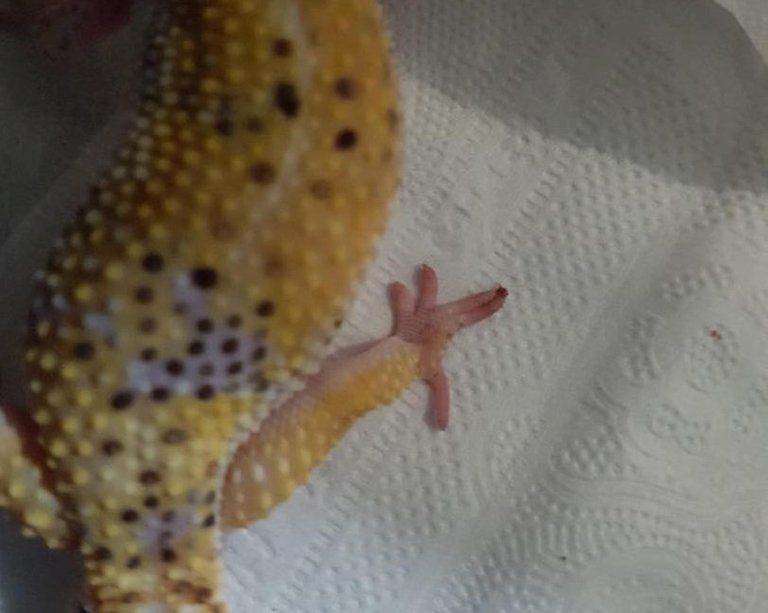Common Problems Of Leopard Gecko Toes - The Pet Enthusiast