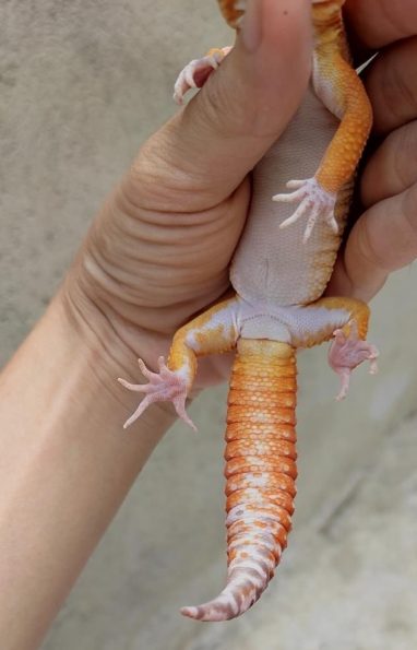 Common Problems Of Leopard Gecko Toes - The Pet Enthusiast