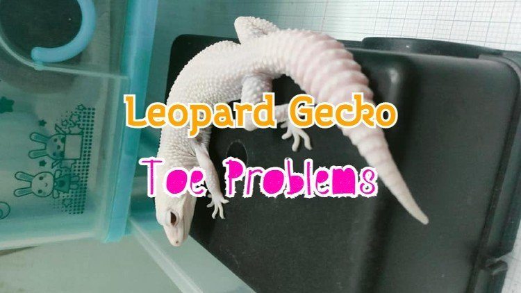 Common Problems Of Leopard Gecko Toes - ThePetEnthusiast