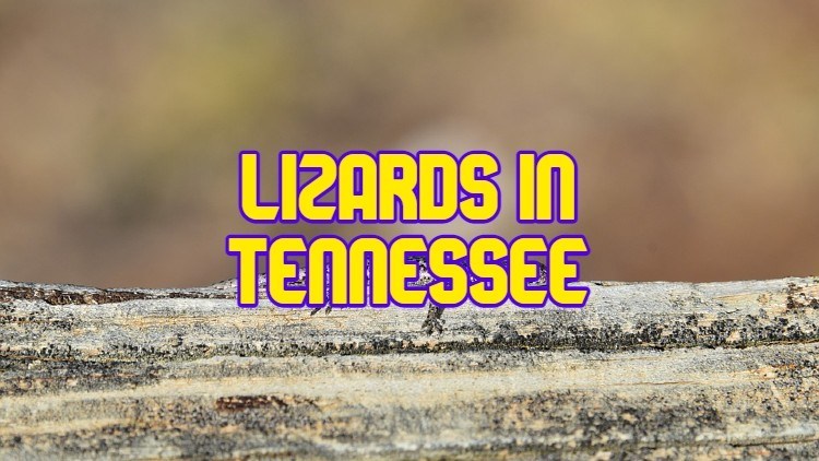 9 Lizards in Tennessee (Pictures and Identification)