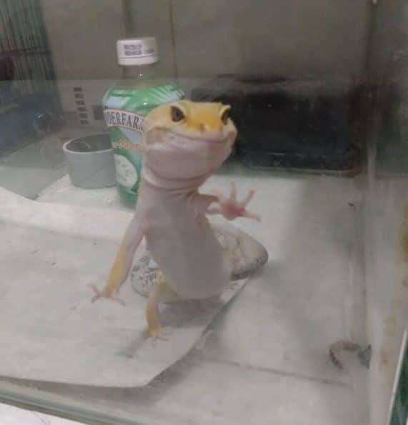 Why Is My Leopard Gecko Glass Surfing? - The Pet Enthusiast