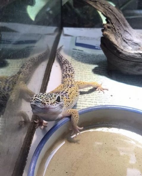 Leopard Gecko and Water: 15 Things You Should Know