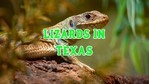 What Lizards Are In Texas? 60 Species With Photos