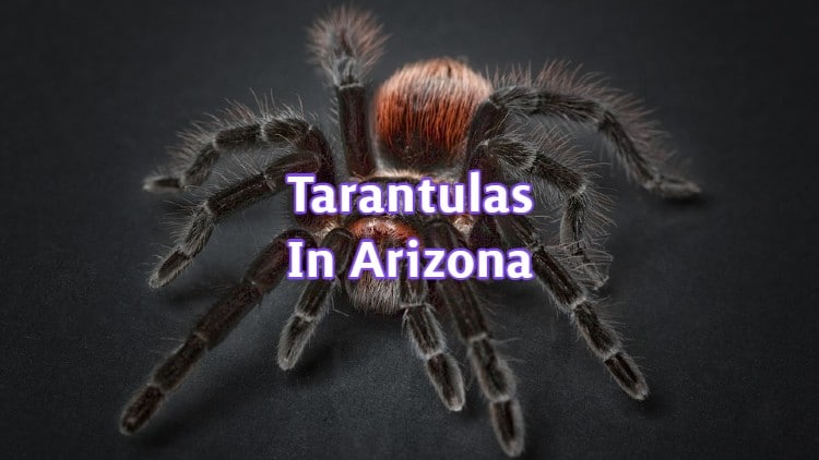 14 Tarantulas In Arizona (Pictures and Range Map)