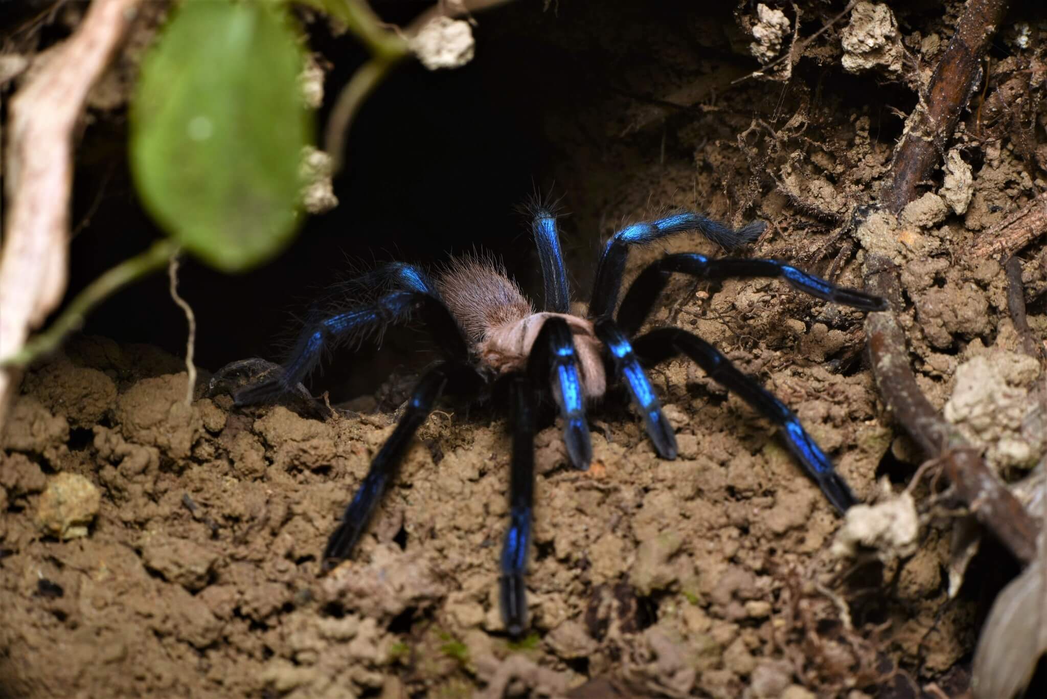 18 Most Colorful Pet Tarantulas (#7 IS A MUST HAVE)