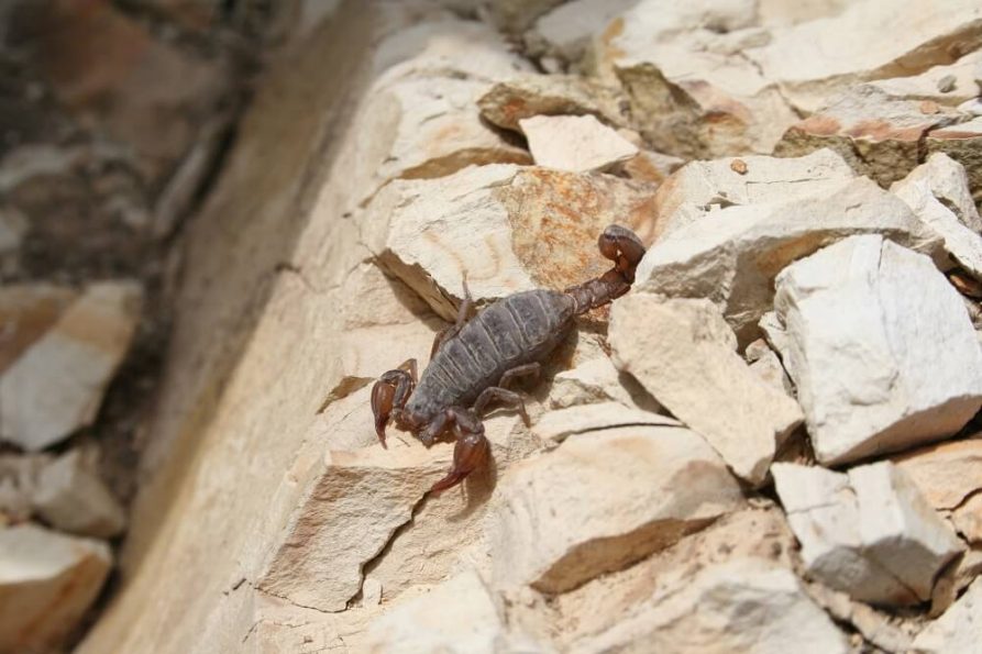 Types Of Scorpions In California? 41 SPECIES WITH PHOTOS