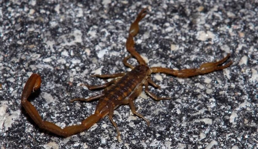 Are There Scorpions In Florida 6 Species With Photos