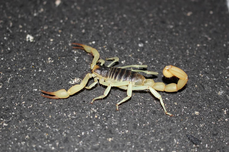 Types Of Scorpions In California? 41 SPECIES WITH PHOTOS