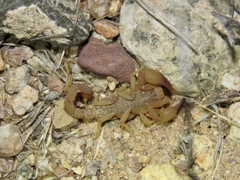 38 Types Of Scorpions In Arizona (with Pictures)