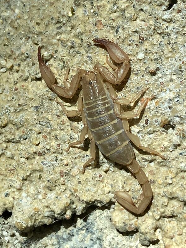 41 Types Of Scorpions In California (with Pictures)