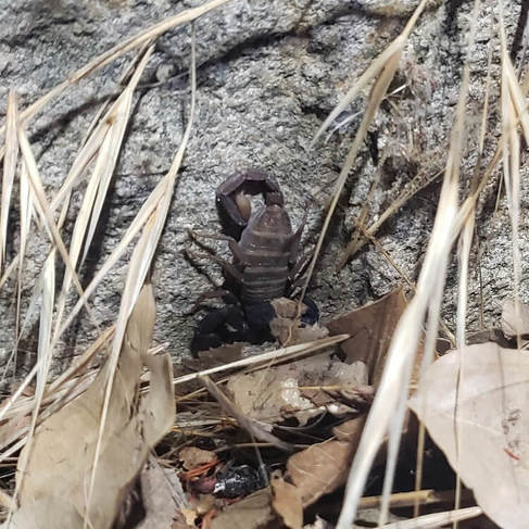 Types Of Scorpions In California? 41 SPECIES WITH PHOTOS