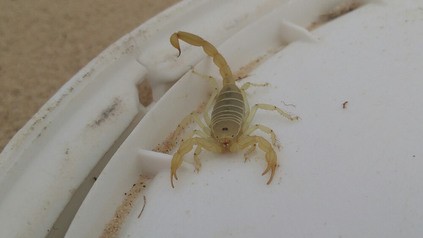 12 Types Of Scorpions in Utah (With Photos) And 5 Important Facts