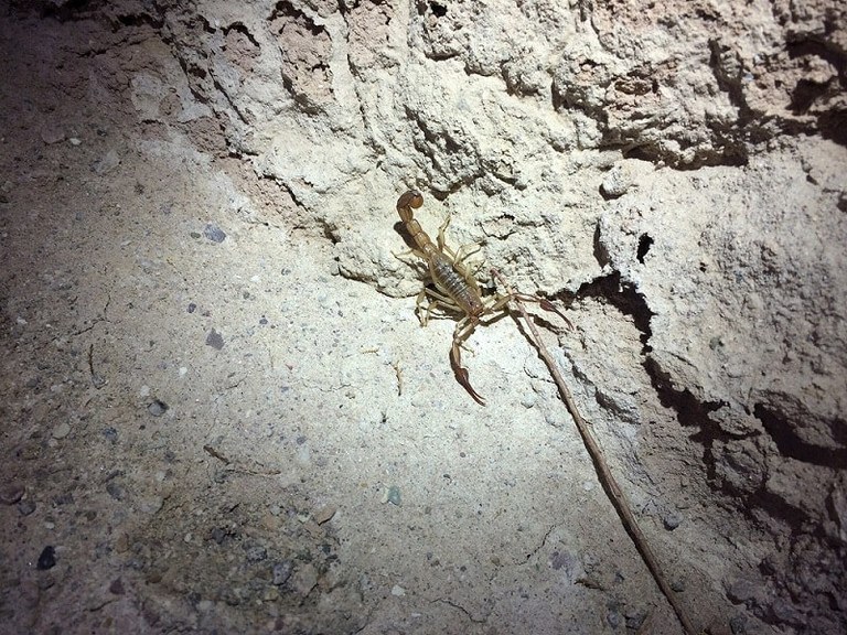 Types Of Scorpions In California? 41 SPECIES WITH PHOTOS