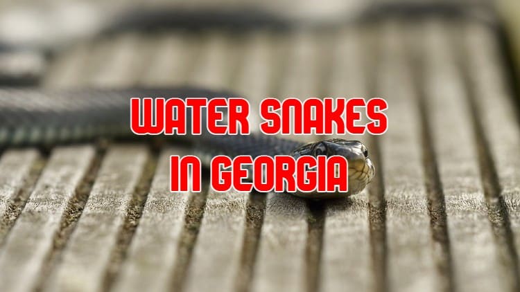 16 Water Snakes in Georgia (2 Species are Venomous)