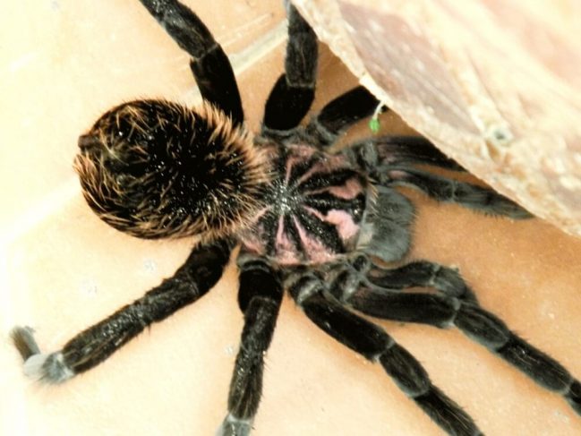 18 Most Colorful Pet Tarantulas (#7 IS A MUST HAVE)
