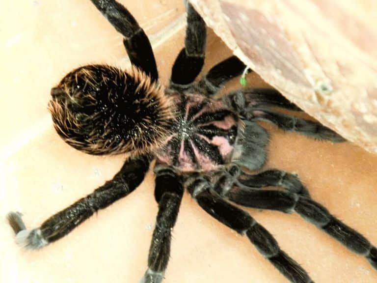 18 Most Colorful Pet Tarantulas (#7 IS A MUST HAVE)